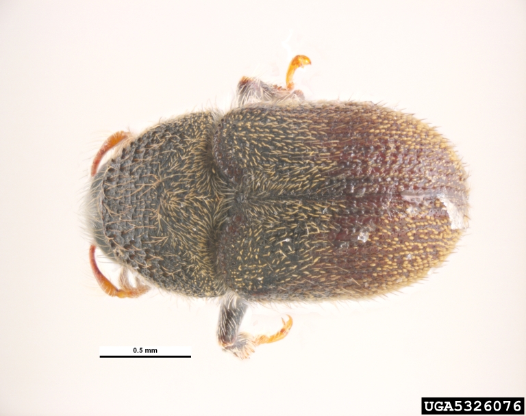 olive bark beetle (Phloeotribus scarabaeoides (Bernard, 1788))