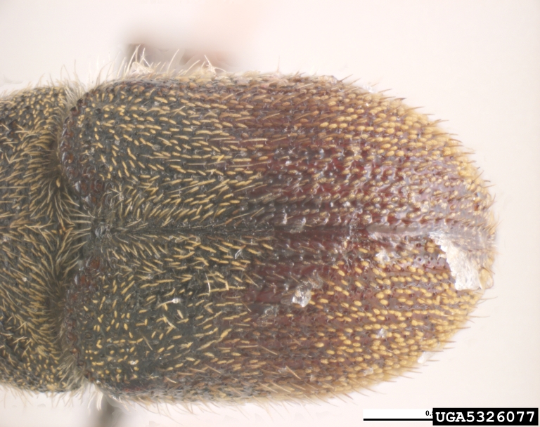 olive bark beetle (Phloeotribus scarabaeoides (Bernard, 1788))