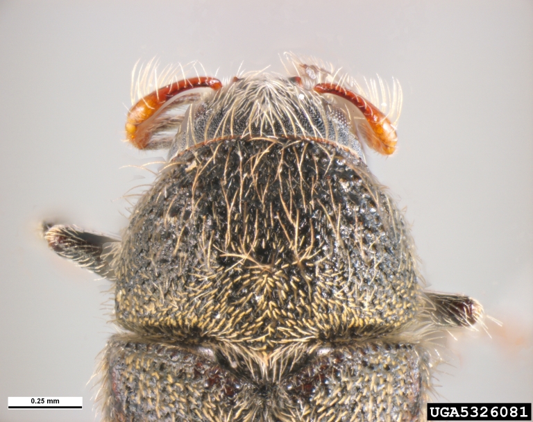 olive bark beetle (Phloeotribus scarabaeoides (Bernard, 1788))