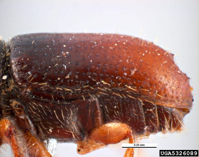 two-toothed pine beetle (Pityogenes bidentatus (Herbst, 1783))