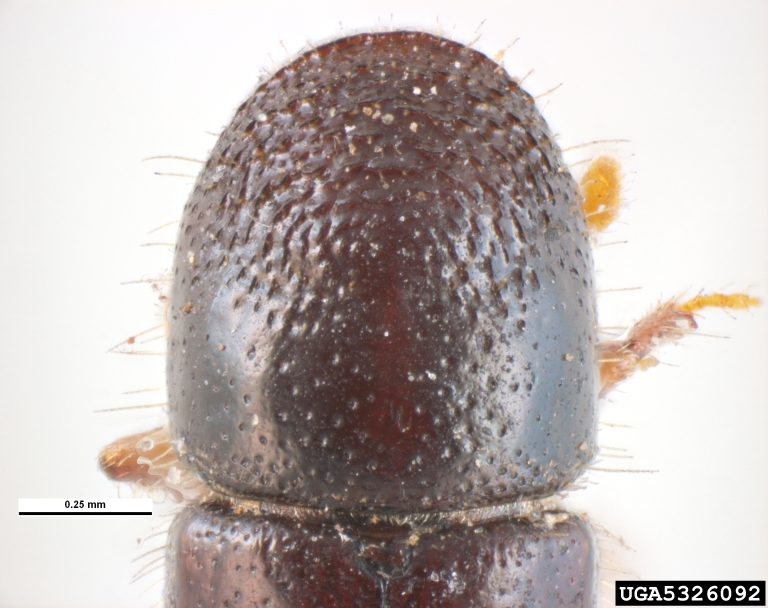 two-toothed pine beetle (Pityogenes bidentatus (Herbst, 1783))