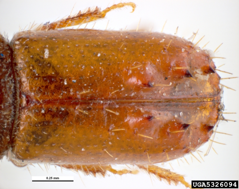 six-toothed spruce bark beetle (Pityogenes chalcographus (Linnaeus, 1761))