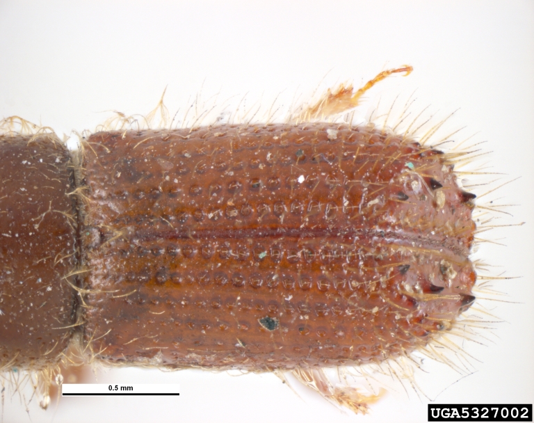 silver fir bark beetle (Pityokteines curvidens)