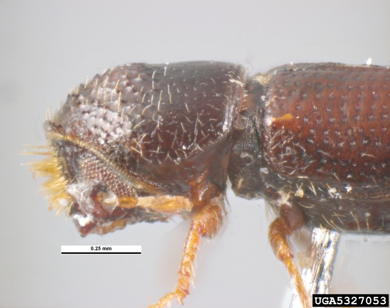 fir bark beetle (Pityophthorus pityographus (Ratzeburg, 1837))