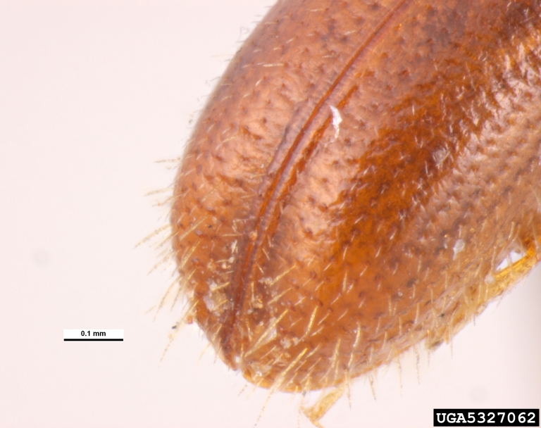 bark beetle (Pityophthorus pubescens (Marsham, 1802))