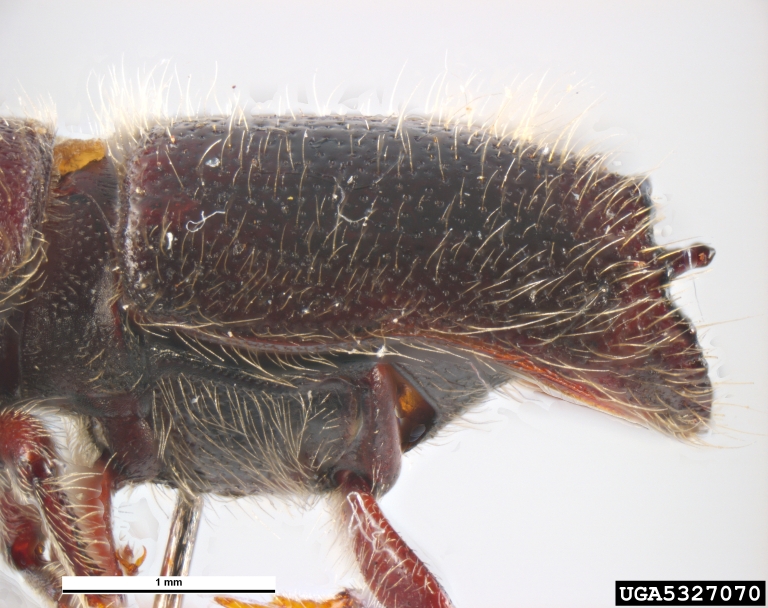 Monterey pine ips (Pseudips mexicanus)