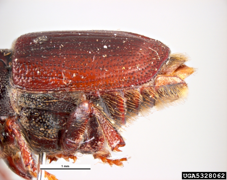 birch bark beetle (Scolytus ratzeburgi)