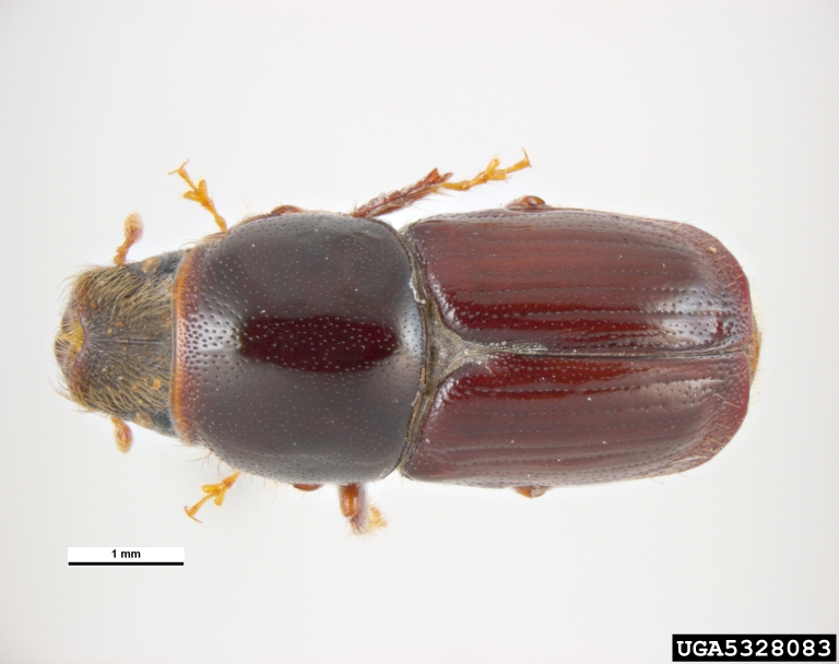 large elm beetle (Scolytus scolytus)