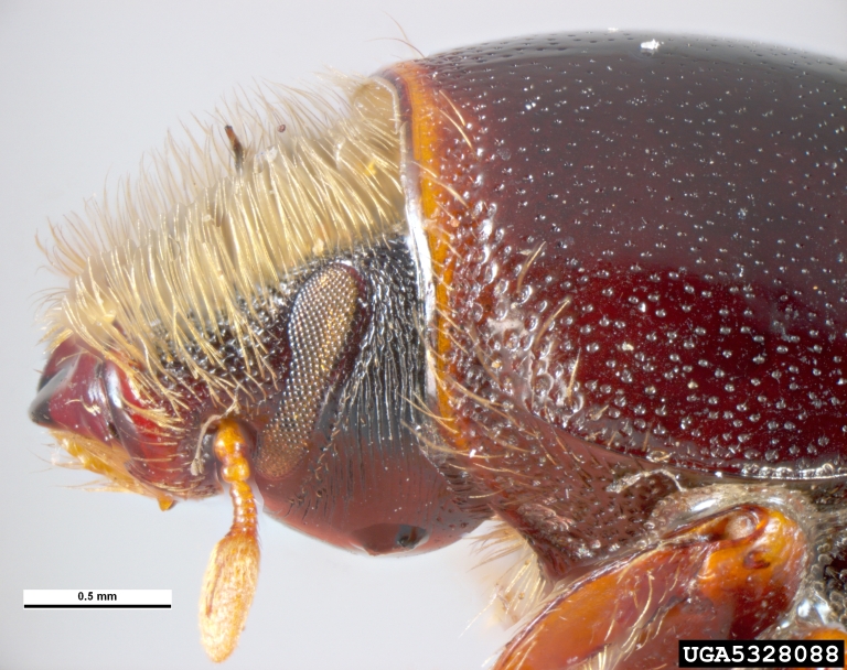 large elm beetle (Scolytus scolytus)