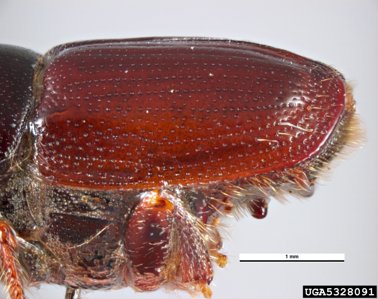 large elm beetle (Scolytus scolytus)