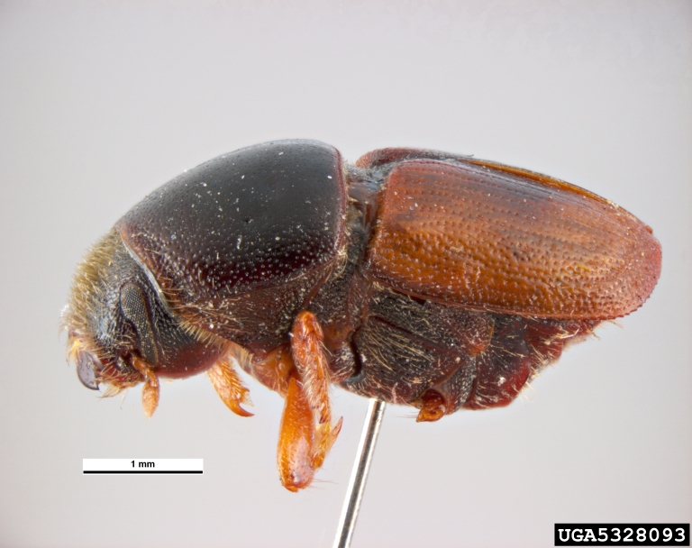 large elm beetle (Scolytus scolytus (Fabricius, 1775))