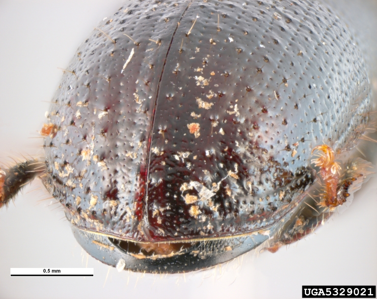 common pine shoot beetle, larger pine shoot beetle (Tomicus piniperda)