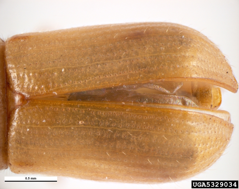 striped ambrosia beetle (Trypodendron lineatum)