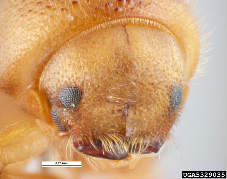 striped ambrosia beetle (Trypodendron lineatum)