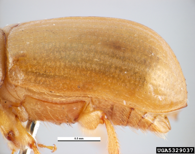 striped ambrosia beetle (Trypodendron lineatum)