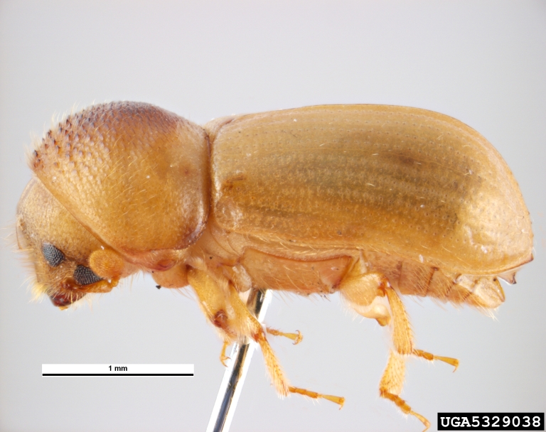 striped ambrosia beetle (Trypodendron lineatum (Olivier, 1795))