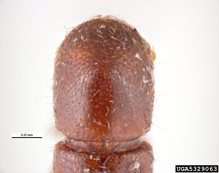 ambrosia beetle (Xyleborus cryptographus (Ratzeburg, 1837))
