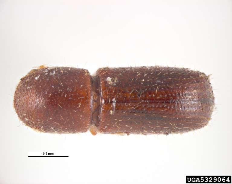 ambrosia beetle (Xyleborus cryptographus (Ratzeburg, 1837))