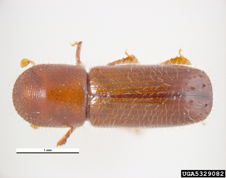 ambrosia beetle (Xyleborus monographus)
