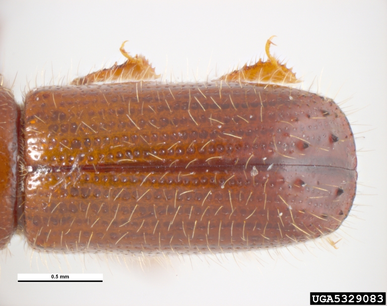 ambrosia beetle (Xyleborus monographus (Fabricius, 1792))