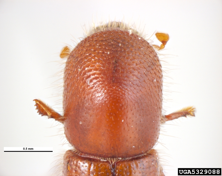 ambrosia beetle (Xyleborus monographus (Fabricius, 1792))