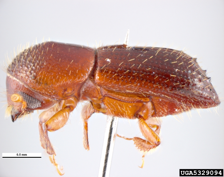 ambrosia beetle (Xyleborus perforans (Wollaston, 1857))