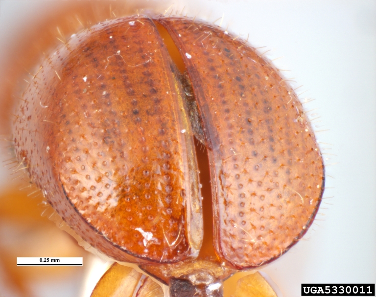 Brown coffee twig beetle (Xylosandrus morigerus (Blandford, 1894))