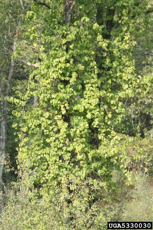 round leaf bittersweet (Celastrus orbiculatus Thunb.)
