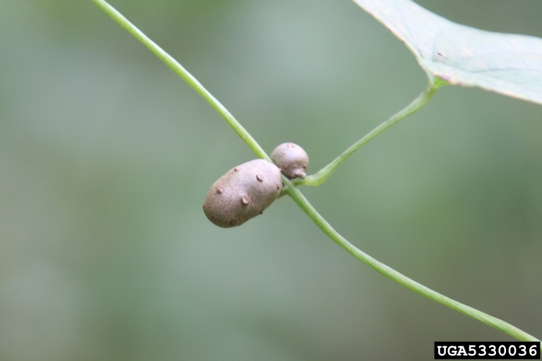 Chinese yam (Dioscorea polystachya Turcz.)