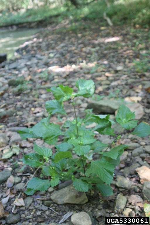perilla mint (Perilla frutescens (L.) Britton)