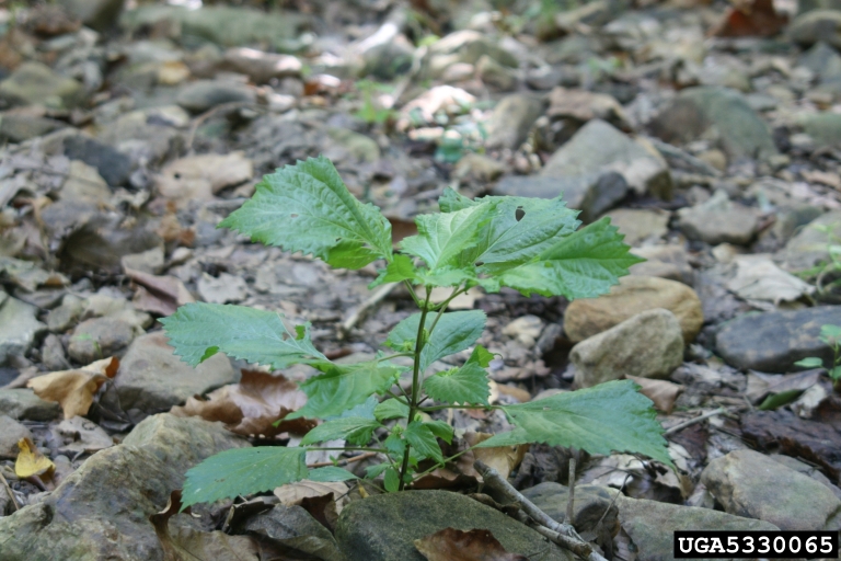 perilla mint (Perilla frutescens)