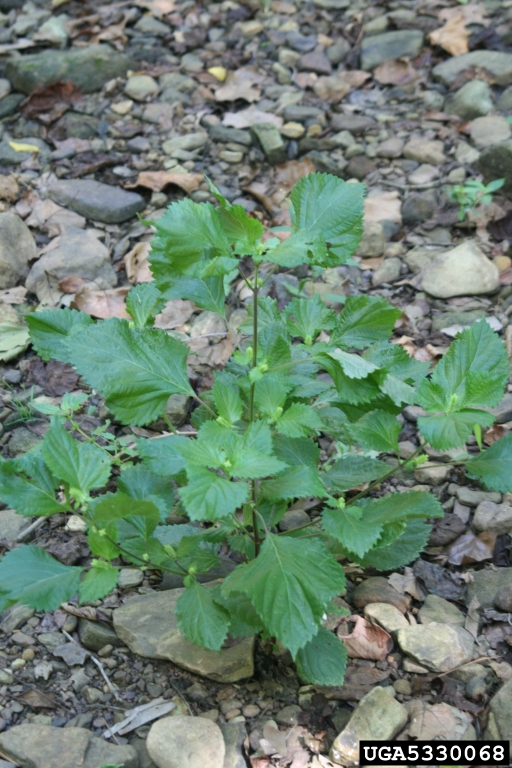 perilla mint (Perilla frutescens (L.) Britton)