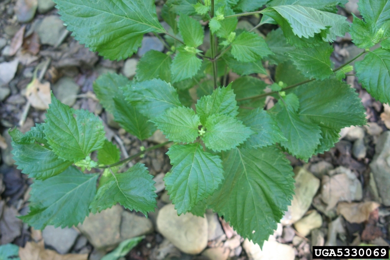 perilla mint (Perilla frutescens (L.) Britton)