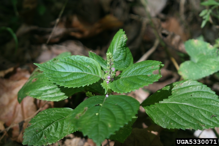 perilla mint (Perilla frutescens (L.) Britton)