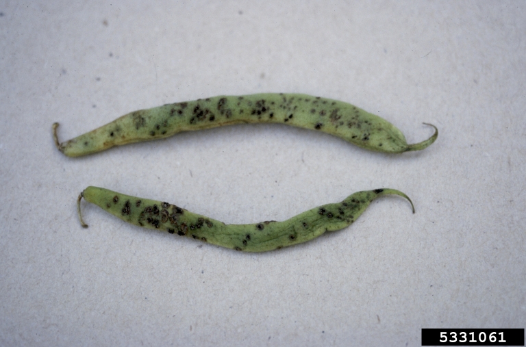 dry bean rust (Uromyces appendiculatus F. Strauss)