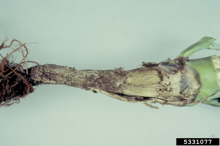 Rhizoctonia damping-off, blight and rot (Rhizoctonia solani J.G. Kühn)