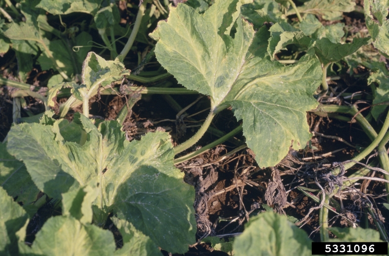 Papaya Ringspot Virus (PRSV) (Potyvirus Papaya Ringspot Virus)