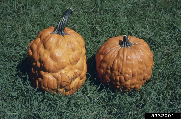 Papaya Ringspot Virus (PRSV) (Potyvirus papayanuli)