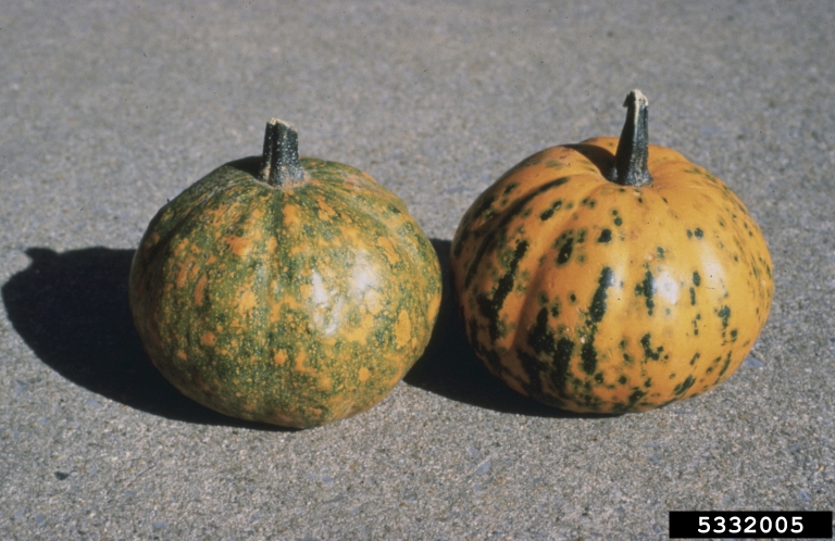 Papaya Ringspot Virus (Potyvirus Papaya Ringspot Virus (PRSV))