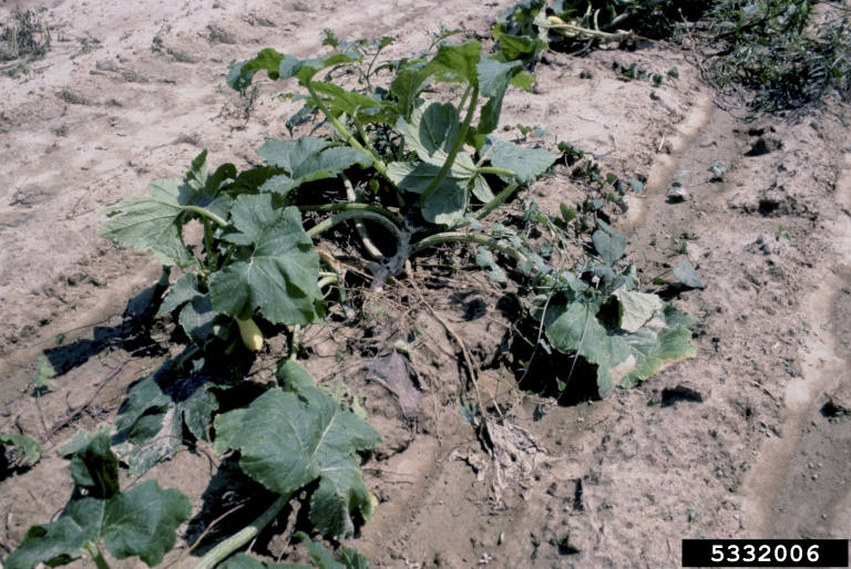 Plectosphaerella fungus (Plectosphaerella cucumerina (Lindfors) W. Gams)