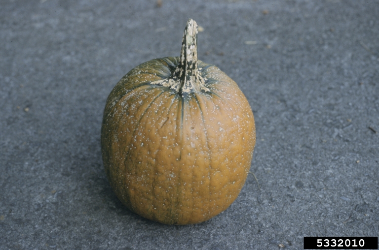 Plectosphaerella fungus (Plectosphaerella cucumerina (Lindfors) W. Gams)