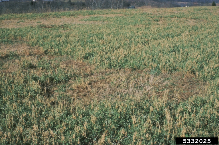 violet root rot (Helicobasidium brebissonii)