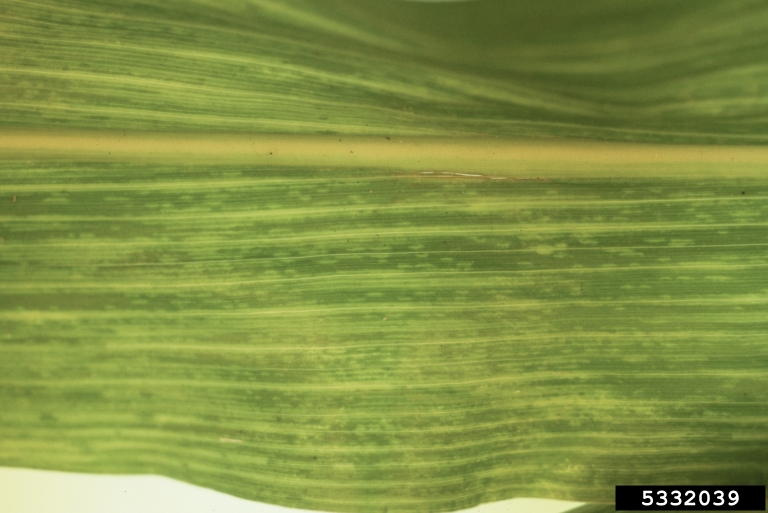 maize dwarf mosaic virus (MDMV) (Potyvirus Maize dwarf mosaic virus)