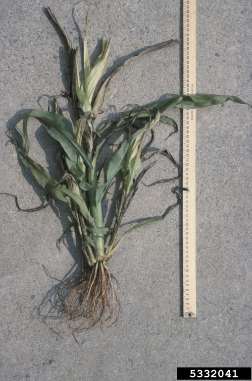 maize dwarf mosaic virus (MDMV) (Potyvirus Maize dwarf mosaic virus)