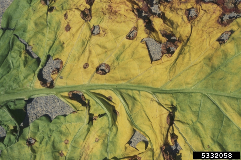 Rhizoctonia damping-off, blight and rot (Rhizoctonia solani J.G. Kühn)