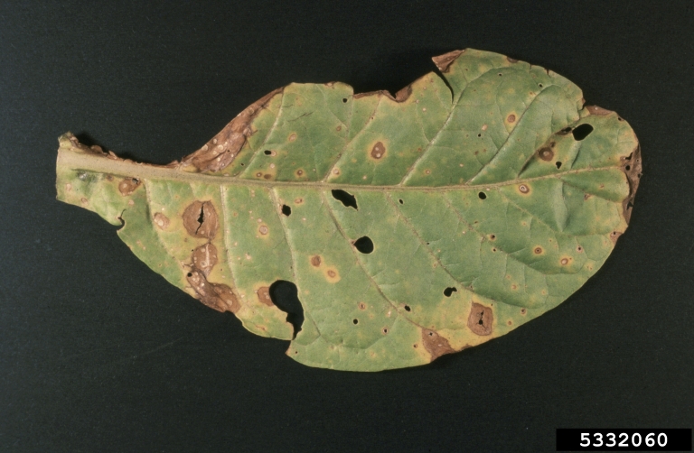 brown spot (Alternaria alternata (Fr.) Keissl.)