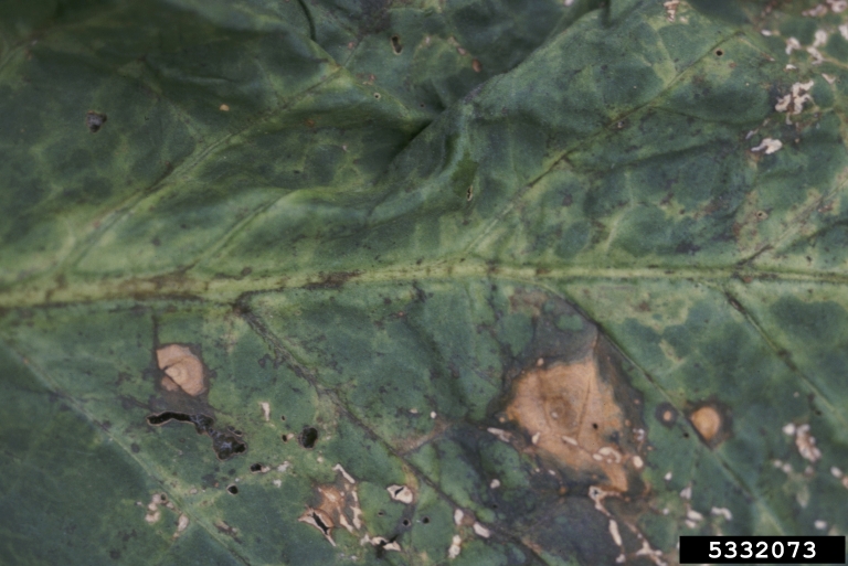 Tobacco Mosaic Virus (TMV) (Tobamovirus tabaci)