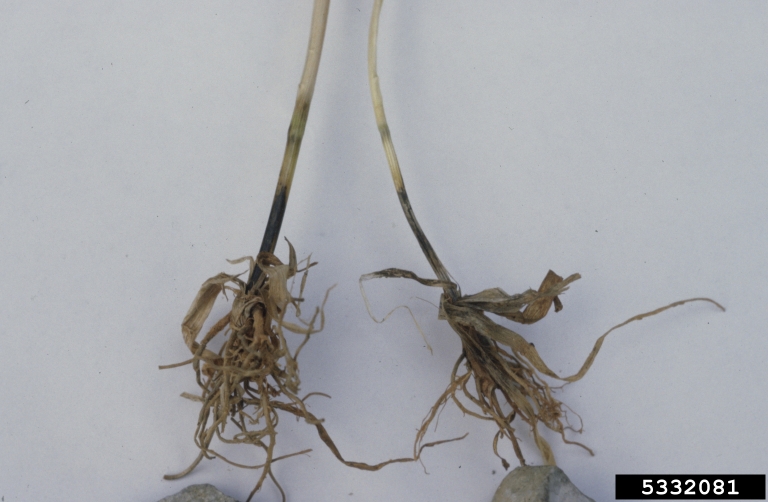 take-all root rot (Gaeumannomyces graminis var. tritici)