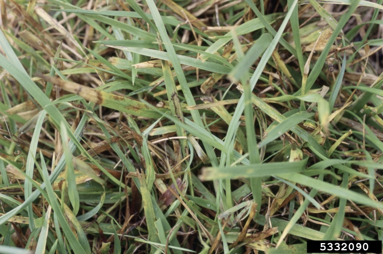 Rhizoctonia damping-off, blight and rot (Rhizoctonia solani J.G. Kühn)