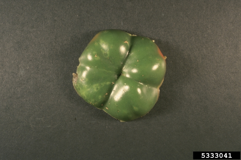 stink bugs (Family Pentatomidae) (Family Pentatomidae)